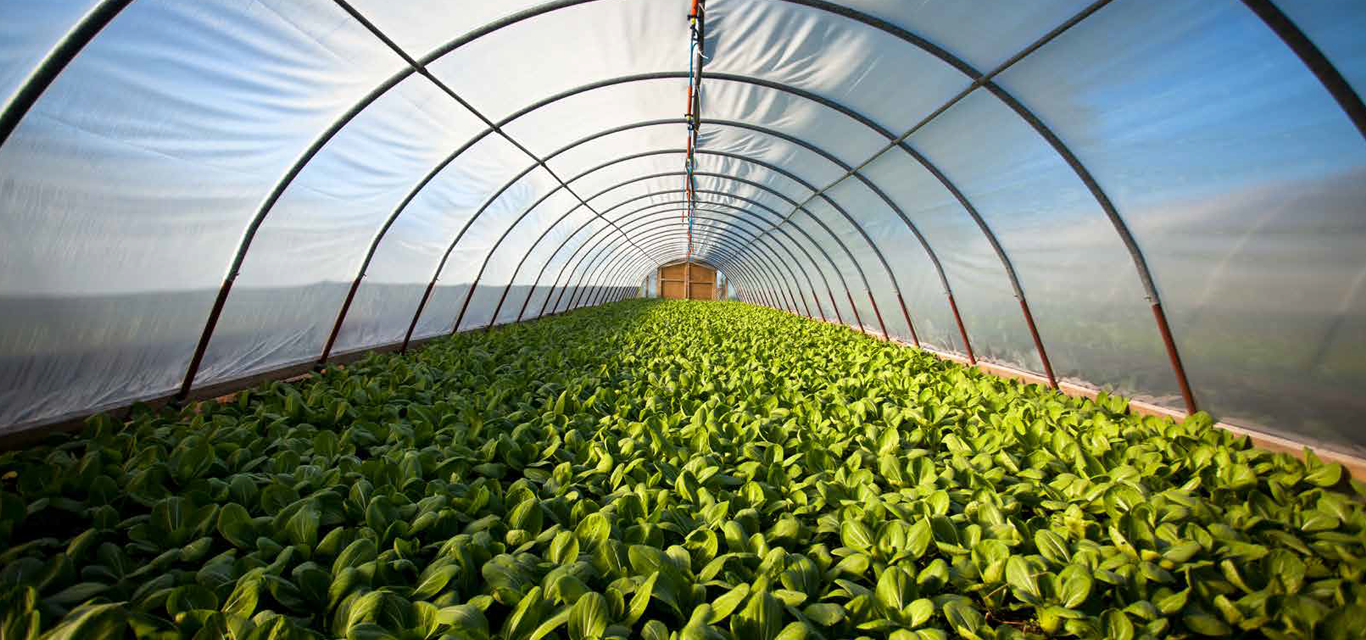 The Origin Sasoli, Land for Sale in Goa, Plots for Sale in Goa